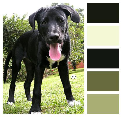 Labrador Retriever Lab Puppy Image Palette #171A0F #F4F8D4 #121712 ...
