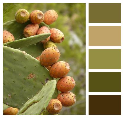 Hex Color Code Palette Colour Pick